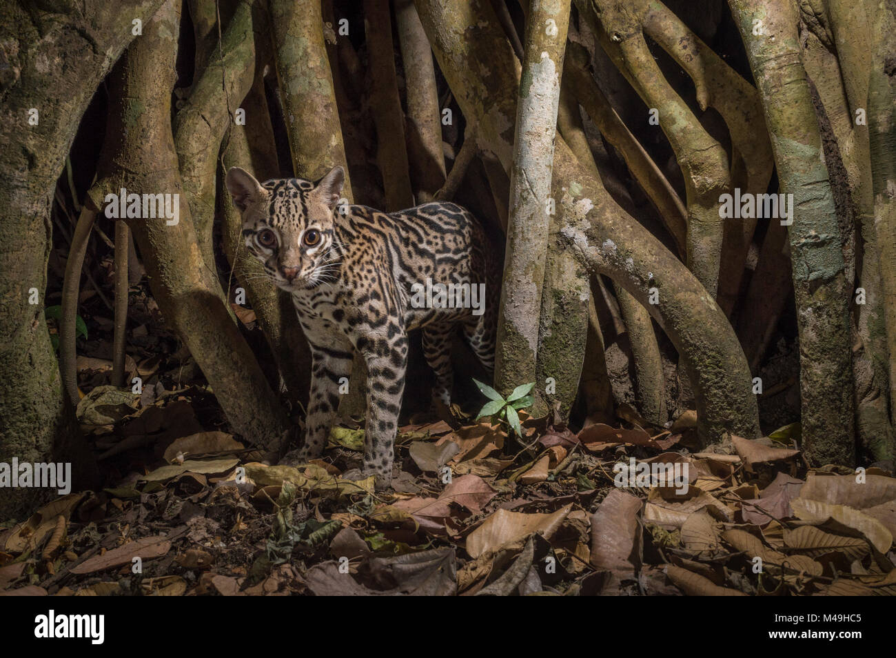 Ocelot (Leopardus pardalis) camera trap image, Nicoya Peninsula, Costa ...