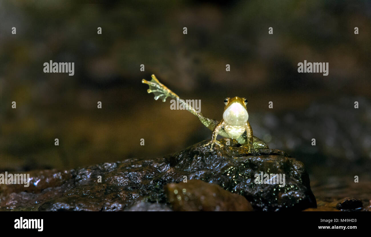Kottigehara dancing frog (Micrixalus kottigeharensis), 'dancing frog ...