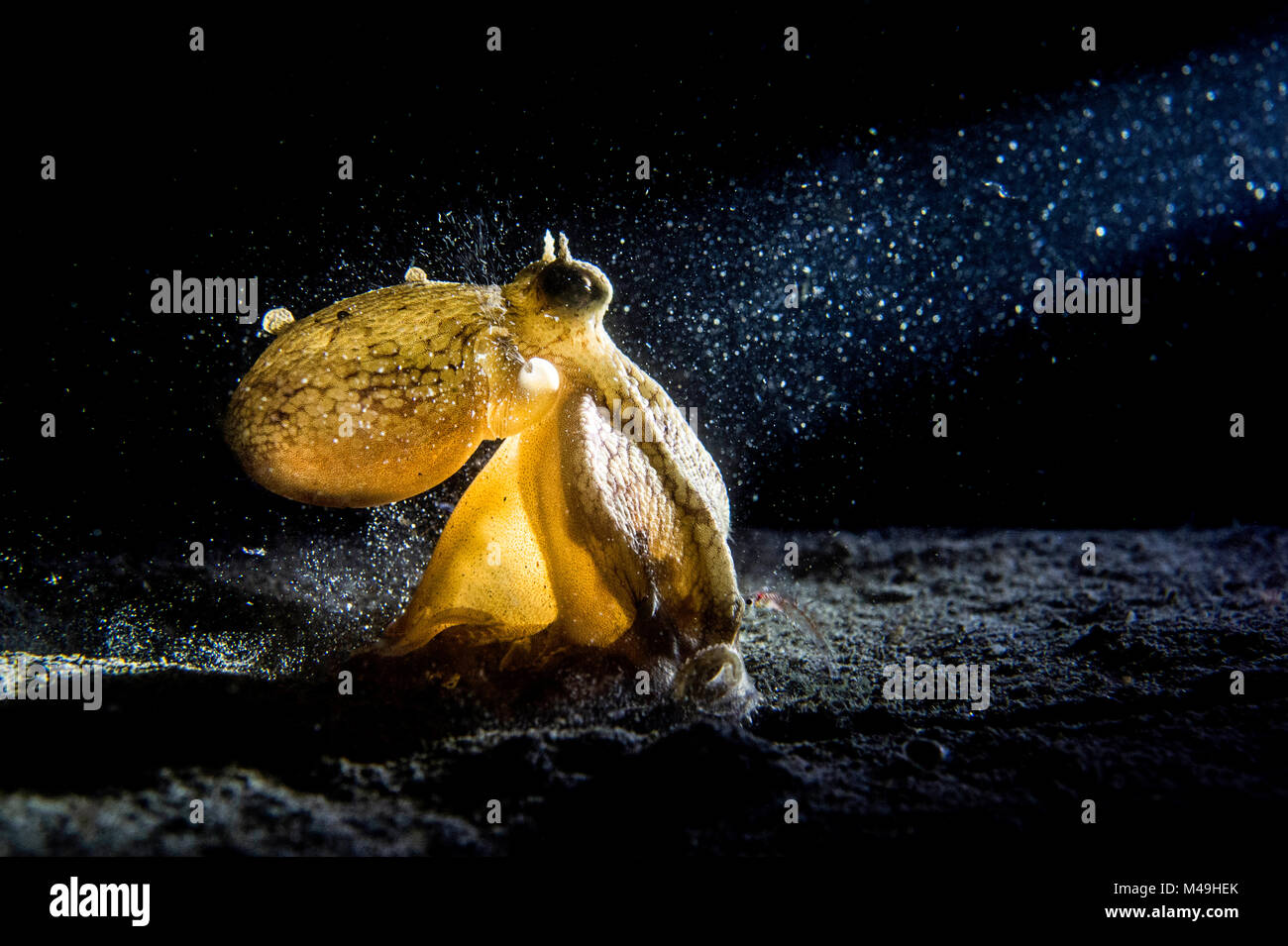 Coconut / Veined octopus (Amphioctopus marginatus) hunts in the sand at ...