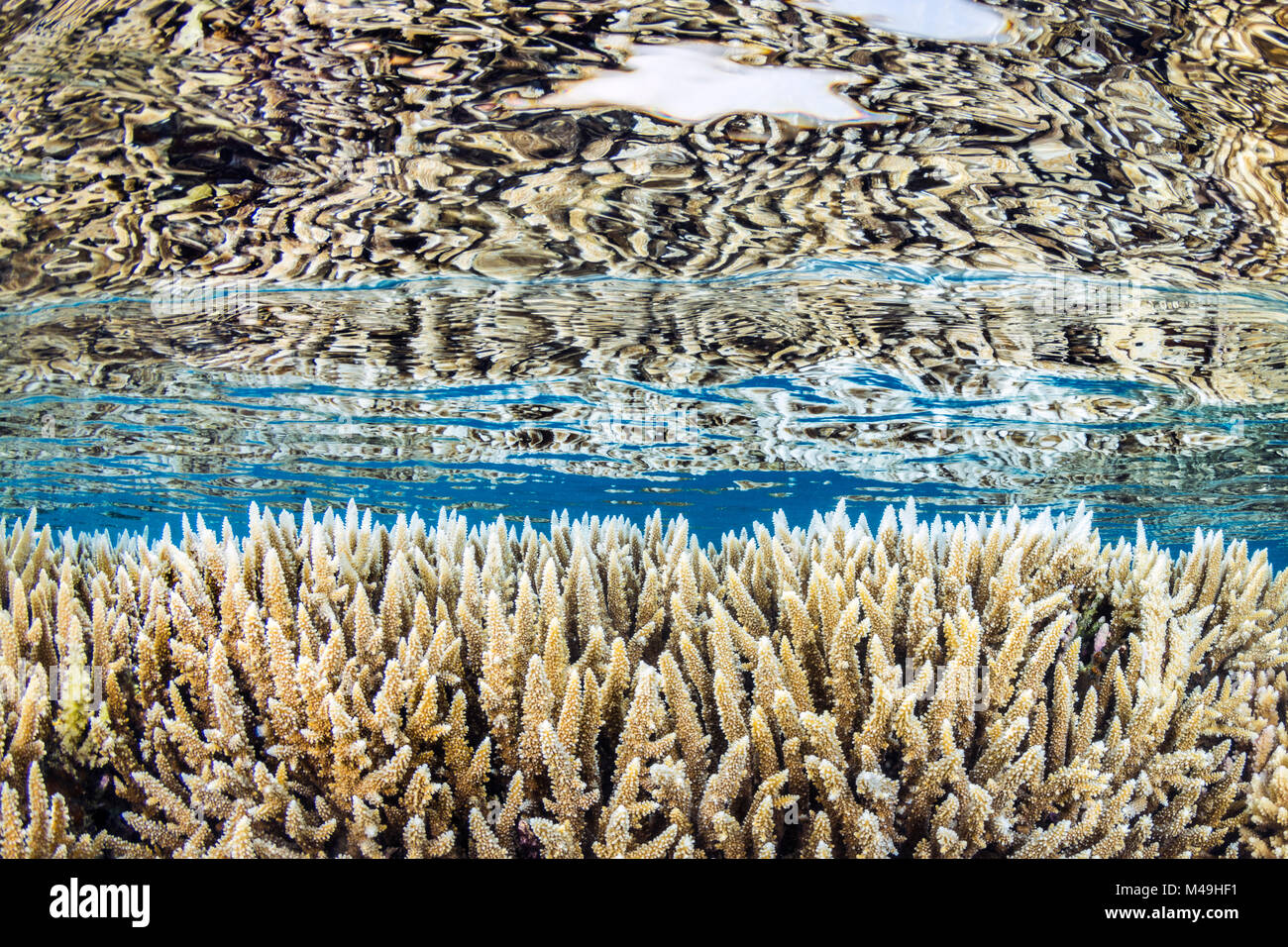 Hard corals (Acropora microclados) growing in shallow water, reflected ...