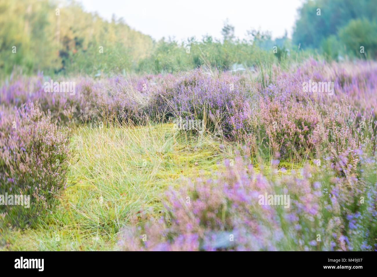 Autumn landscape with erica Stock Photo - Alamy