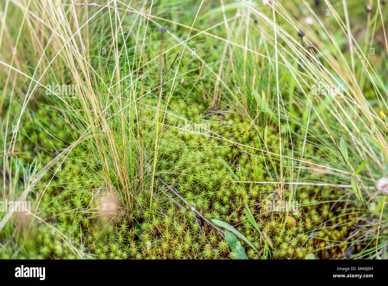 Autumn landscape with moss Stock Photo - Alamy