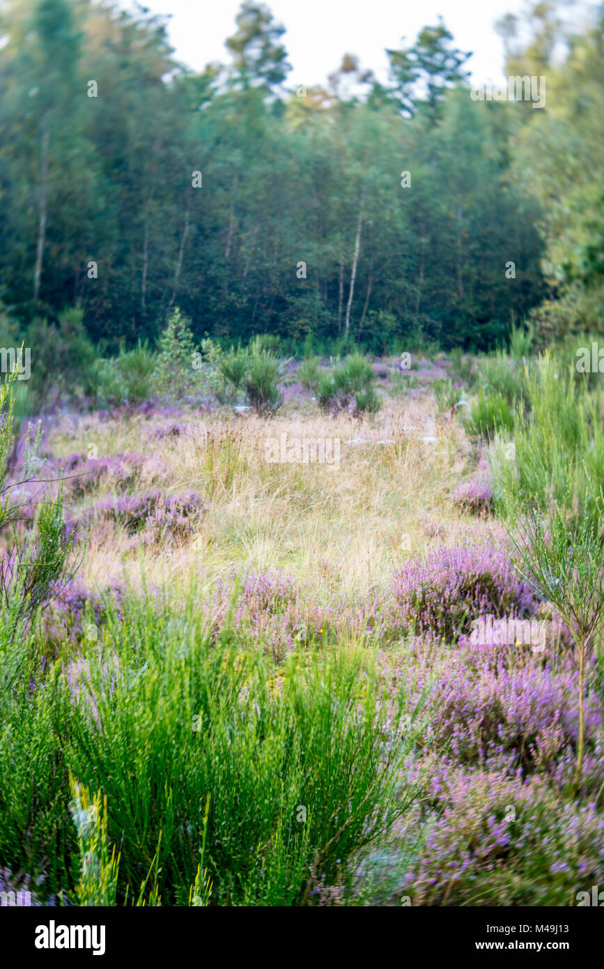 Autumn landscape with erica Stock Photo - Alamy
