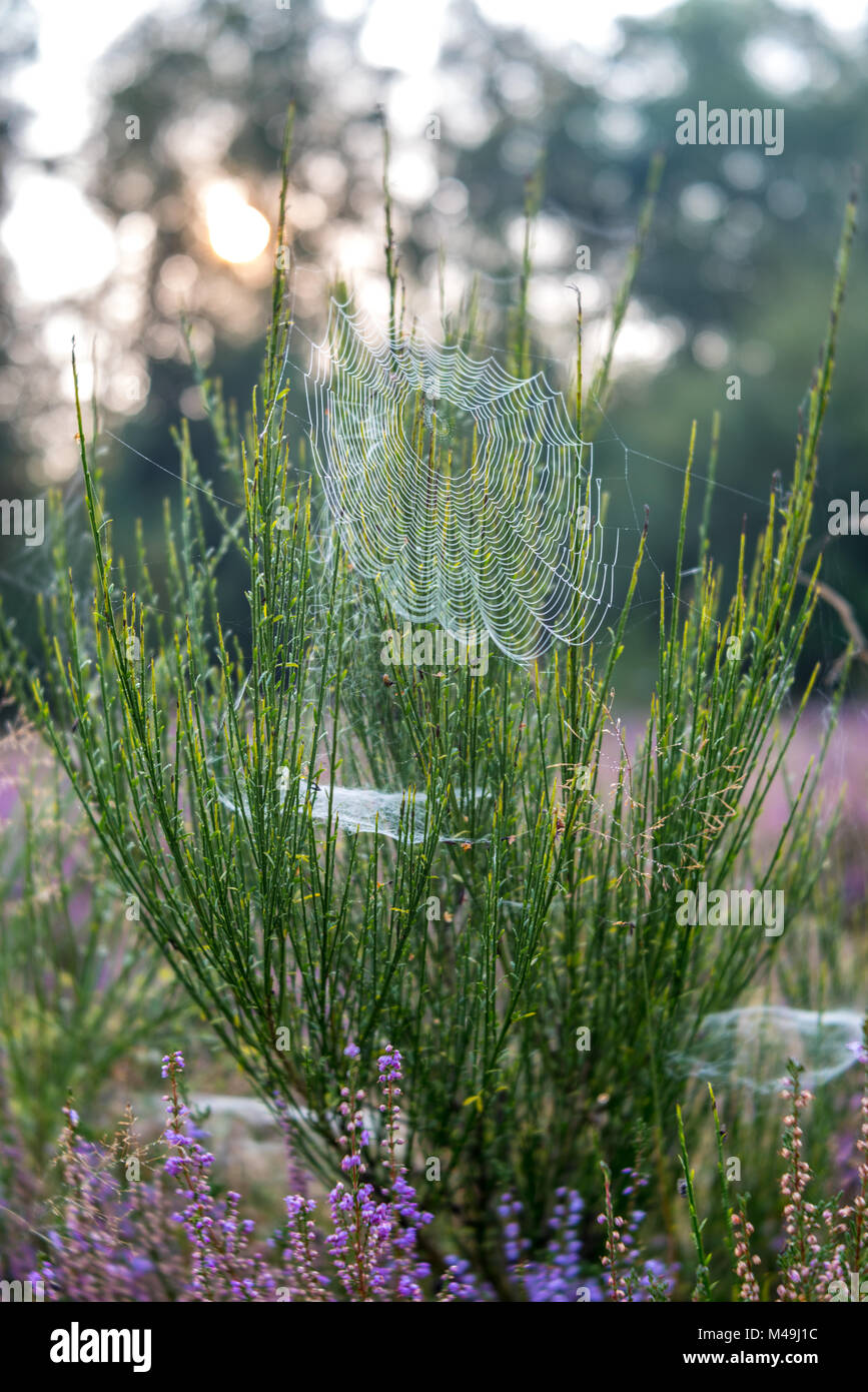 Autumn landscape with erica Stock Photo - Alamy
