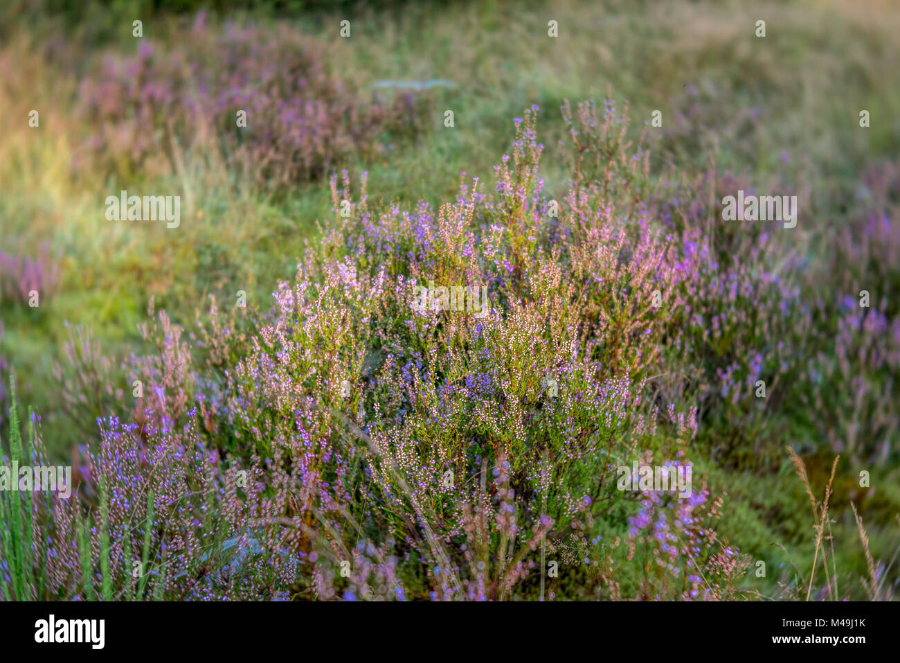 Autumn landscape with erica Stock Photo - Alamy
