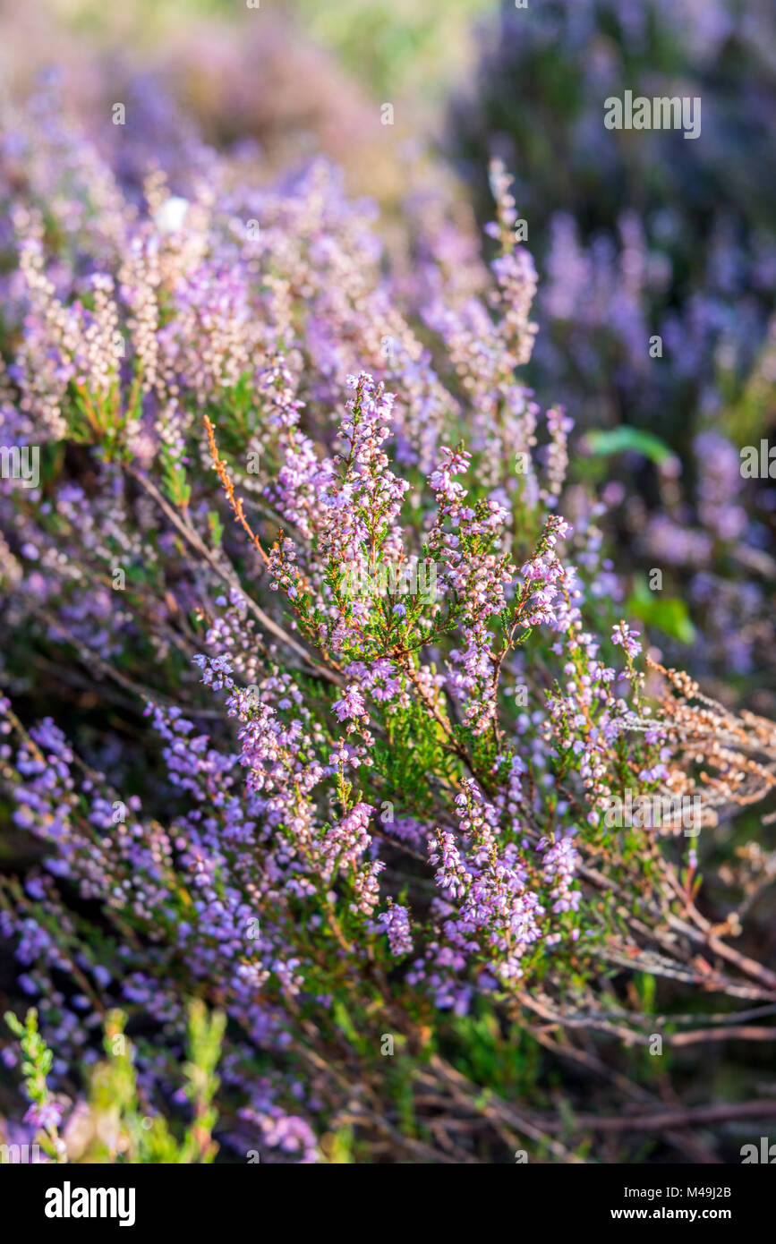 Autumn landscape with erica Stock Photo - Alamy