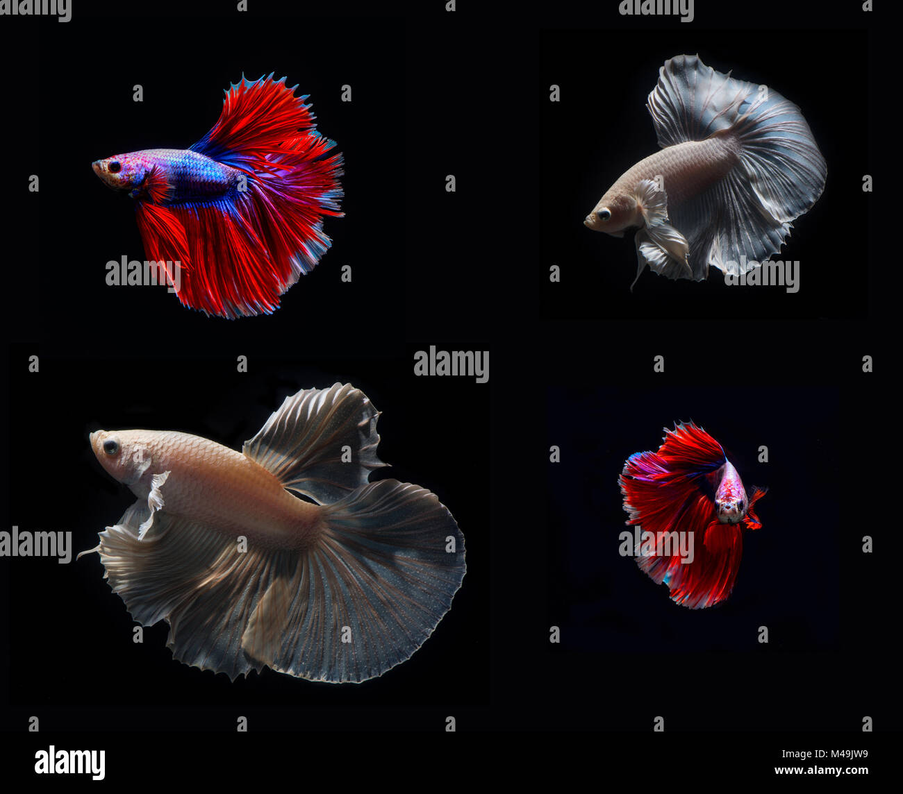 Fighting Fish on black background collection Stock Photo - Alamy