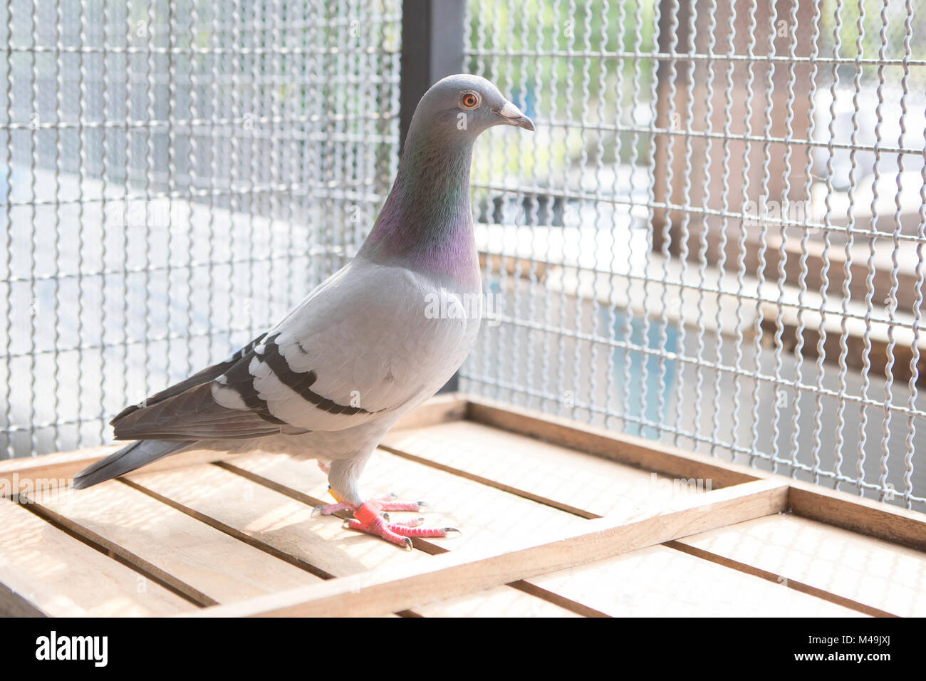 Good pigeon bird hi-res stock photography and images - Alamy