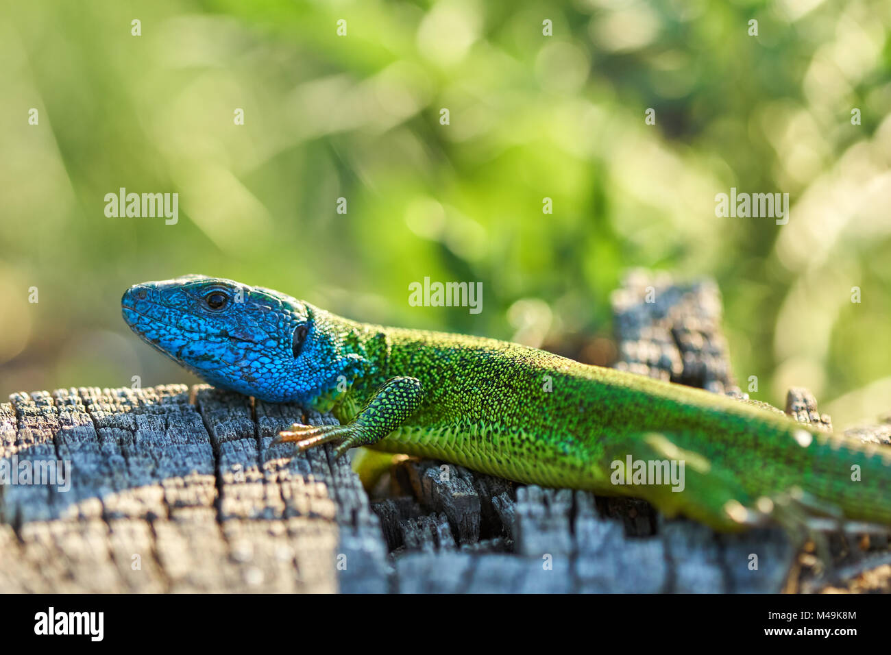 Emerald grass lizard hi-res stock photography and images - Alamy