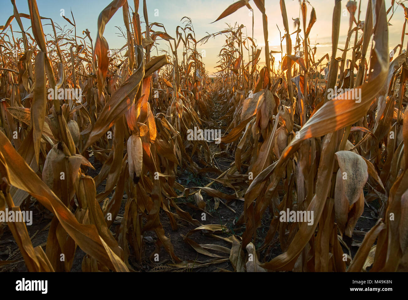 Corn field at sunset in harvesting season Stock Photo - Alamy