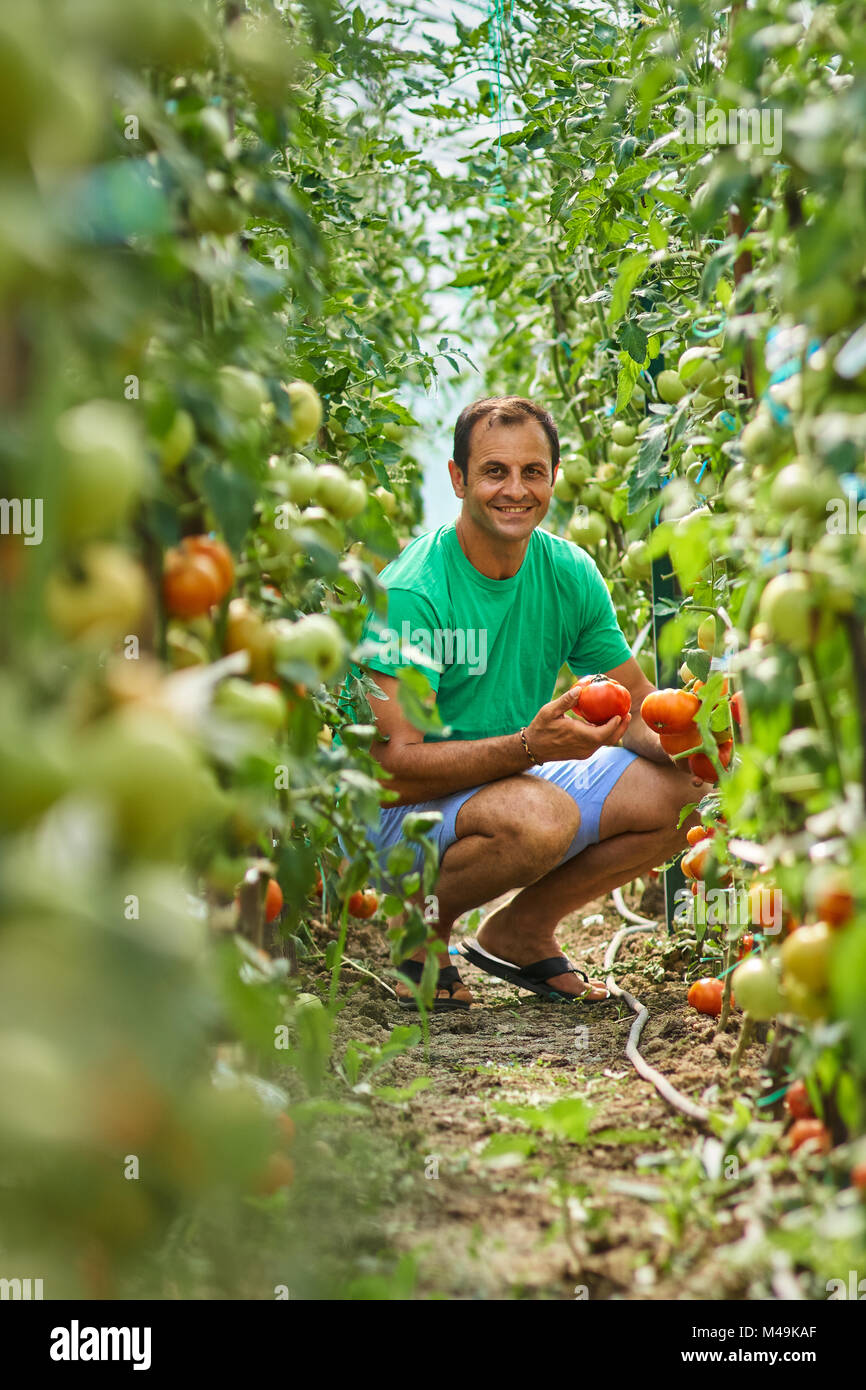 Mature caucasian farmer picking fresh tomatoes from his greenhouse Stock Photo - Alamy