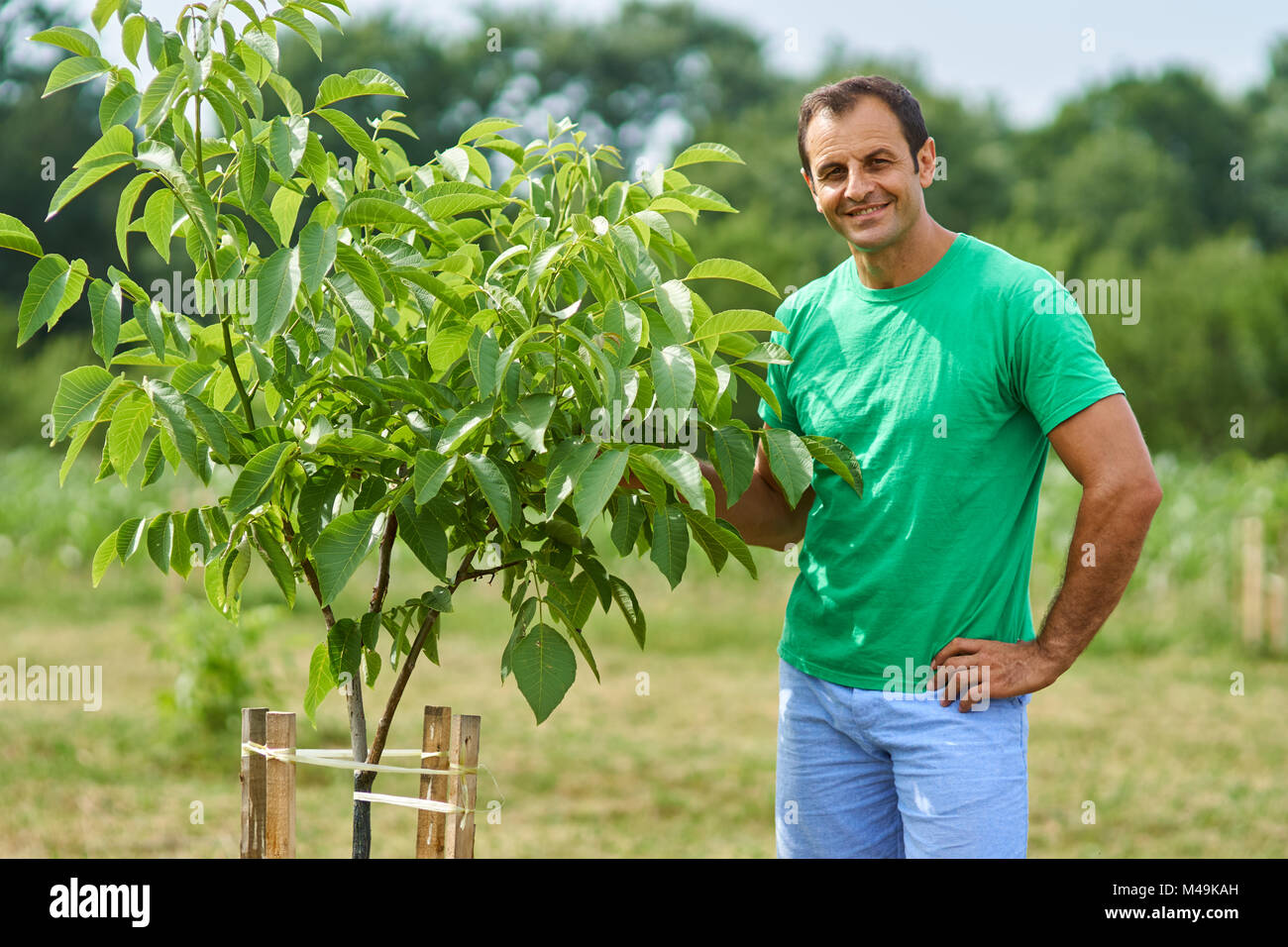 Mature caucasian farmer checking his young walnut trees in the orchard ...