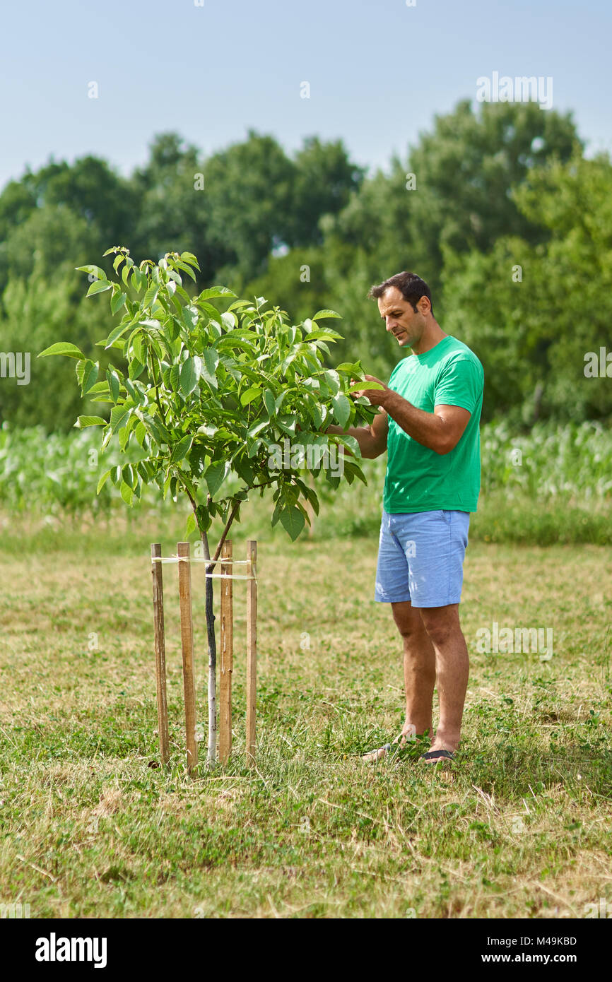 Mature caucasian farmer checking his young walnut trees in the orchard ...