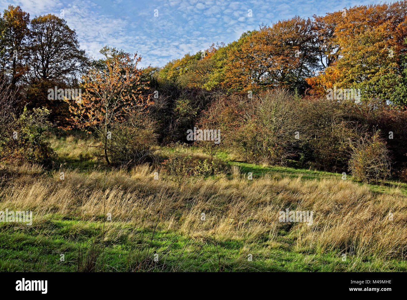 UK, South Yorkshire, Sheffield, Porter Valley Countryside Stock Photo ...
