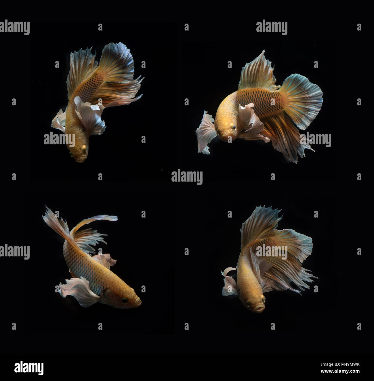 Fight with nature hi-res stock photography and images - Alamy