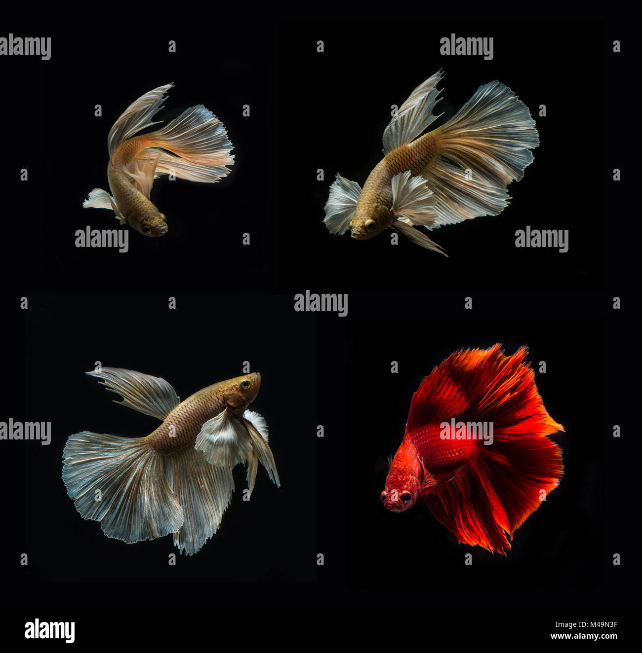 Fighting Fish on black background collection Stock Photo - Alamy