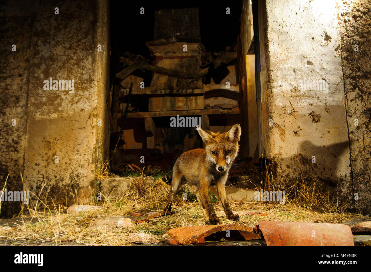 Red fox (vulpes vulpes). Spanish wildlife Stock Photo - Alamy