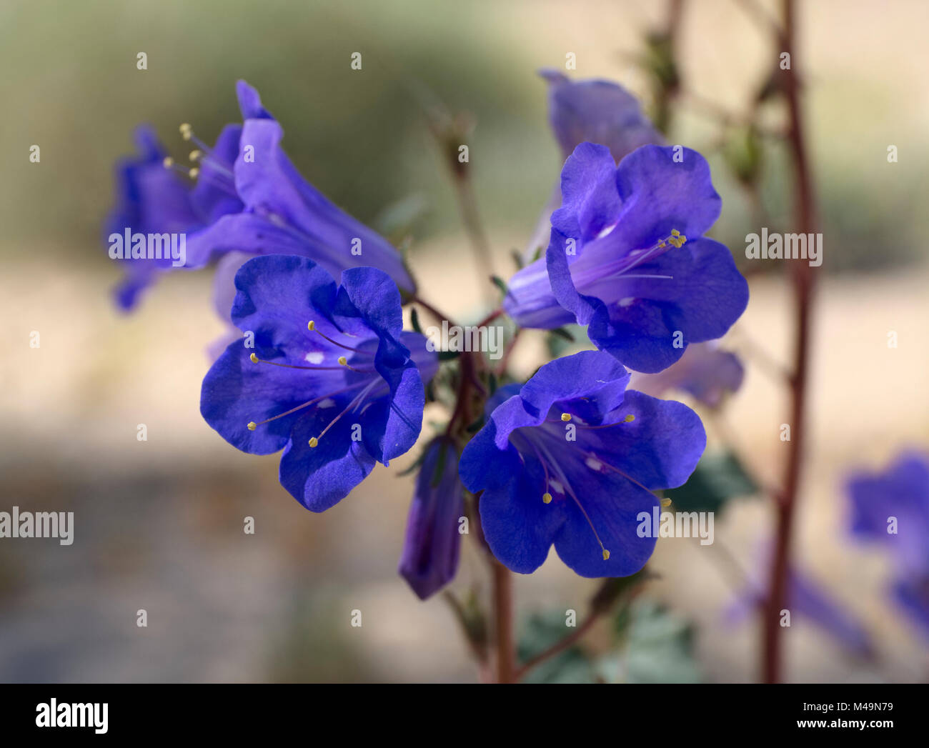 Blue wildflower bells hi-res stock photography and images - Alamy