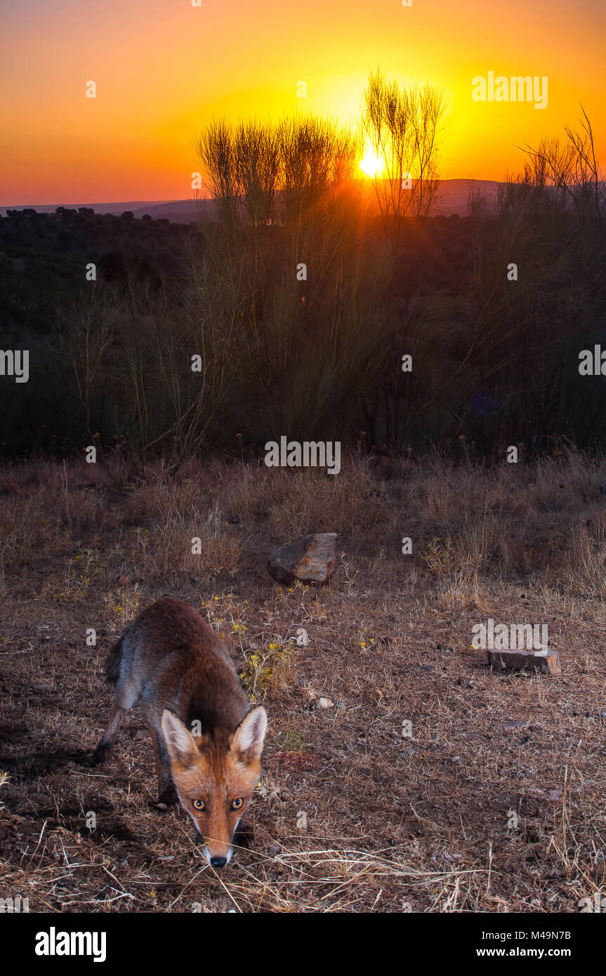 Spanish fox hi-res stock photography and images - Alamy