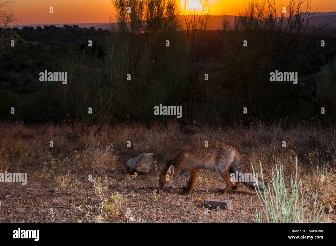Red fox (vulpes vulpes). Spanish wildlife Stock Photo - Alamy