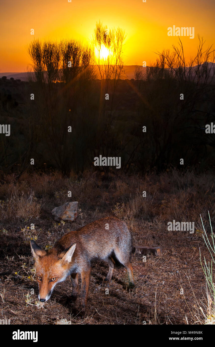 Red fox (vulpes vulpes). Spanish wildlife Stock Photo - Alamy