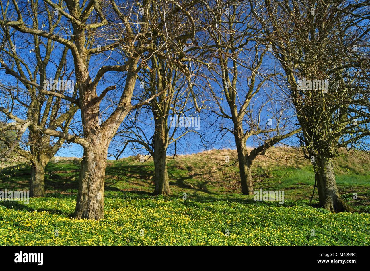 UK, Gloucestershire, Cheltenham, Trees below Cleve Hill Stock Photo - Alamy