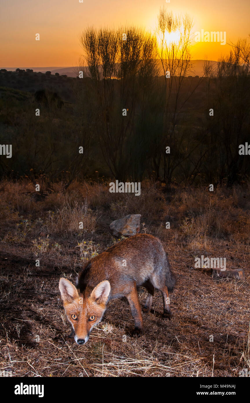 Red fox (vulpes vulpes). Spanish wildlife Stock Photo - Alamy