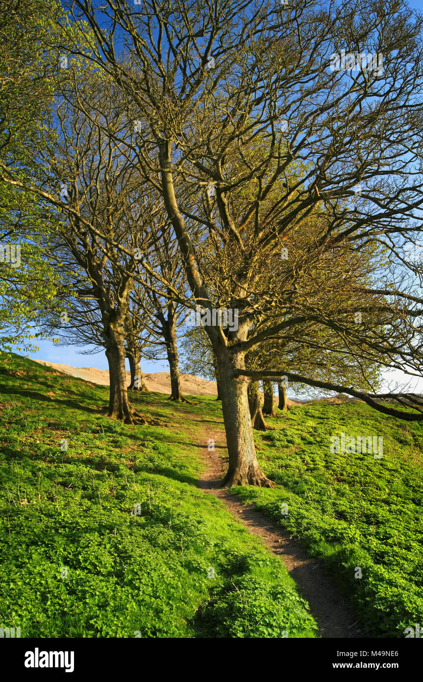 UK, Gloucestershire, Cheltenham, Trees below Cleve Hill Stock Photo - Alamy