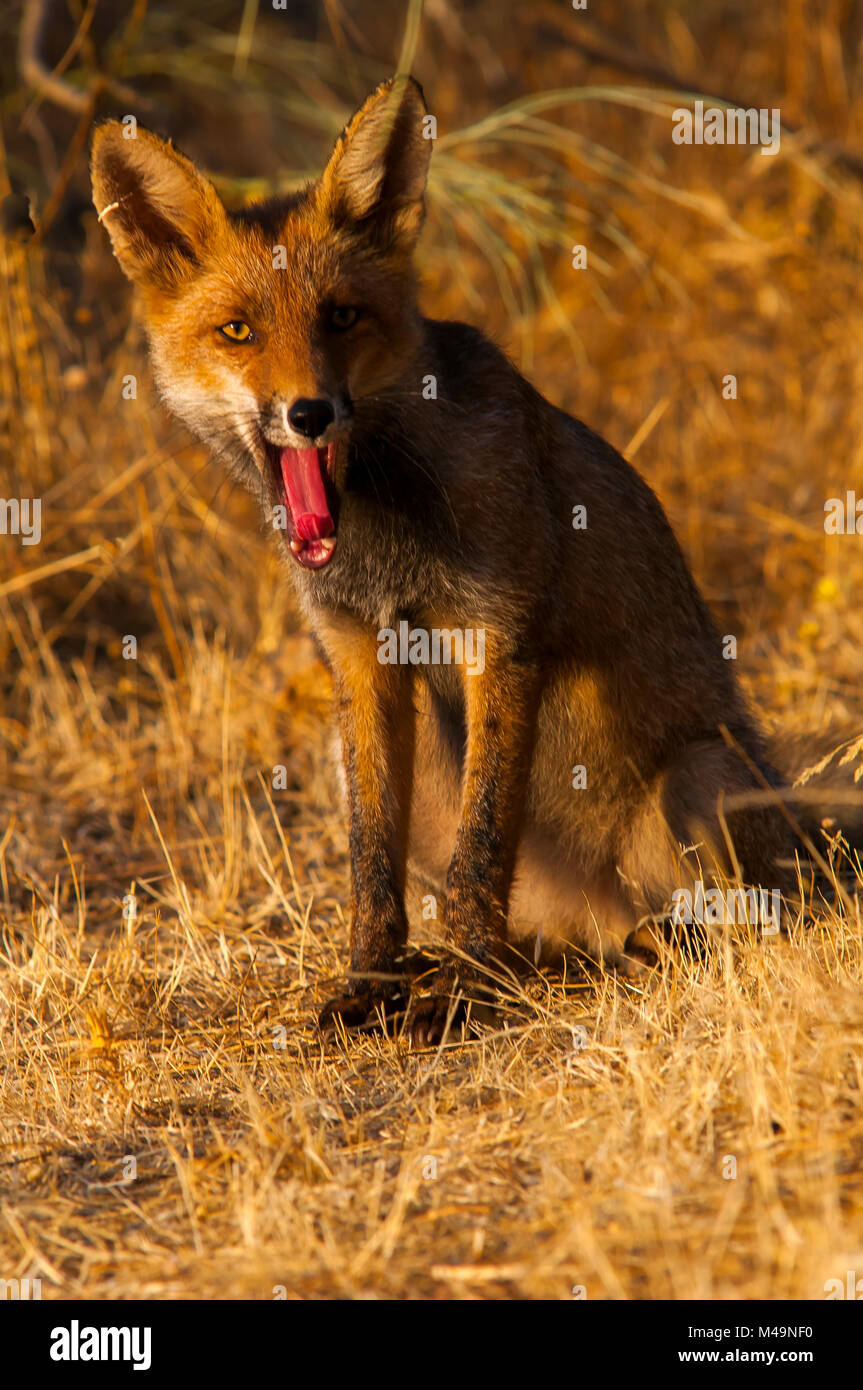 Red fox (vulpes vulpes). Spanish wildlife Stock Photo - Alamy