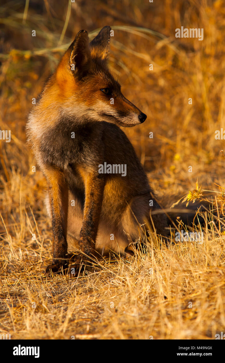 Red fox (vulpes vulpes). Spanish wildlife Stock Photo - Alamy