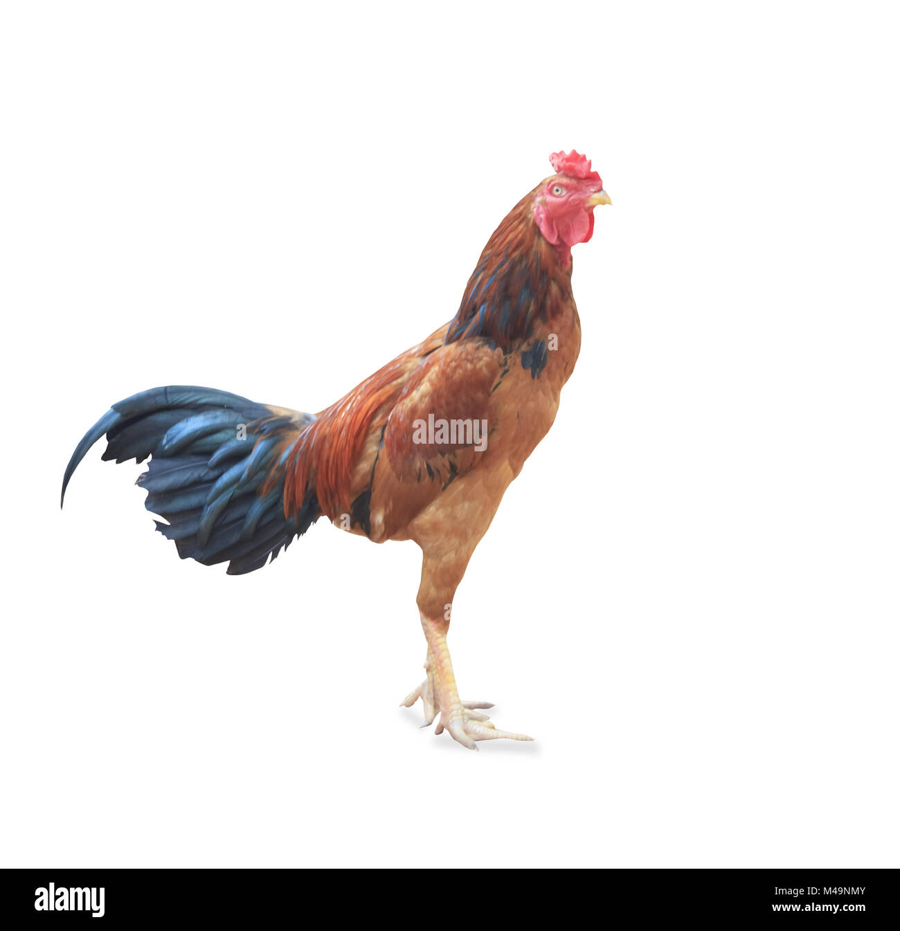 Large colorful rooster standing Stock Photo - Alamy