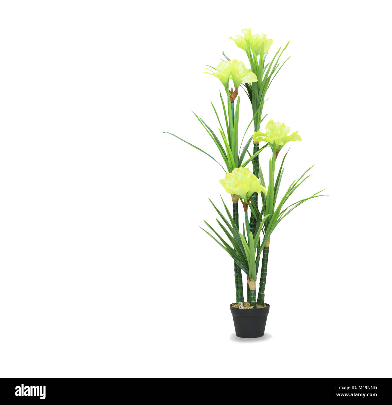 Draco palm hi-res stock photography and images - Alamy