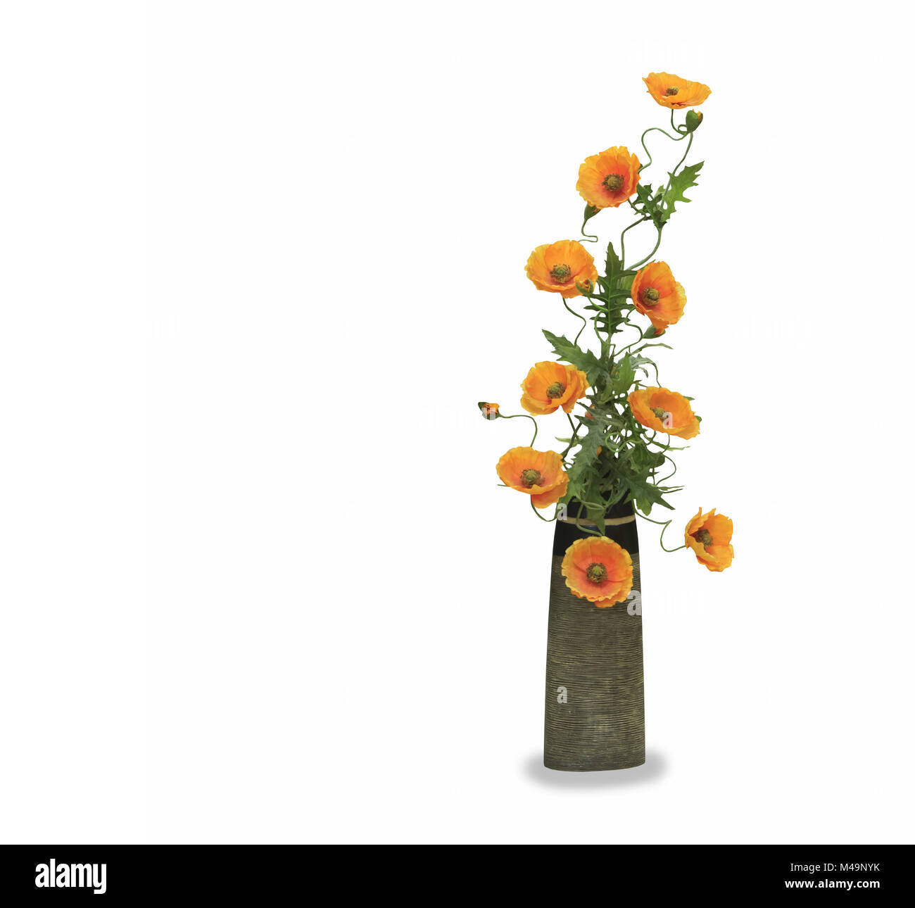 Orange poppy flower in a pot isolated over white Stock Photo - Alamy