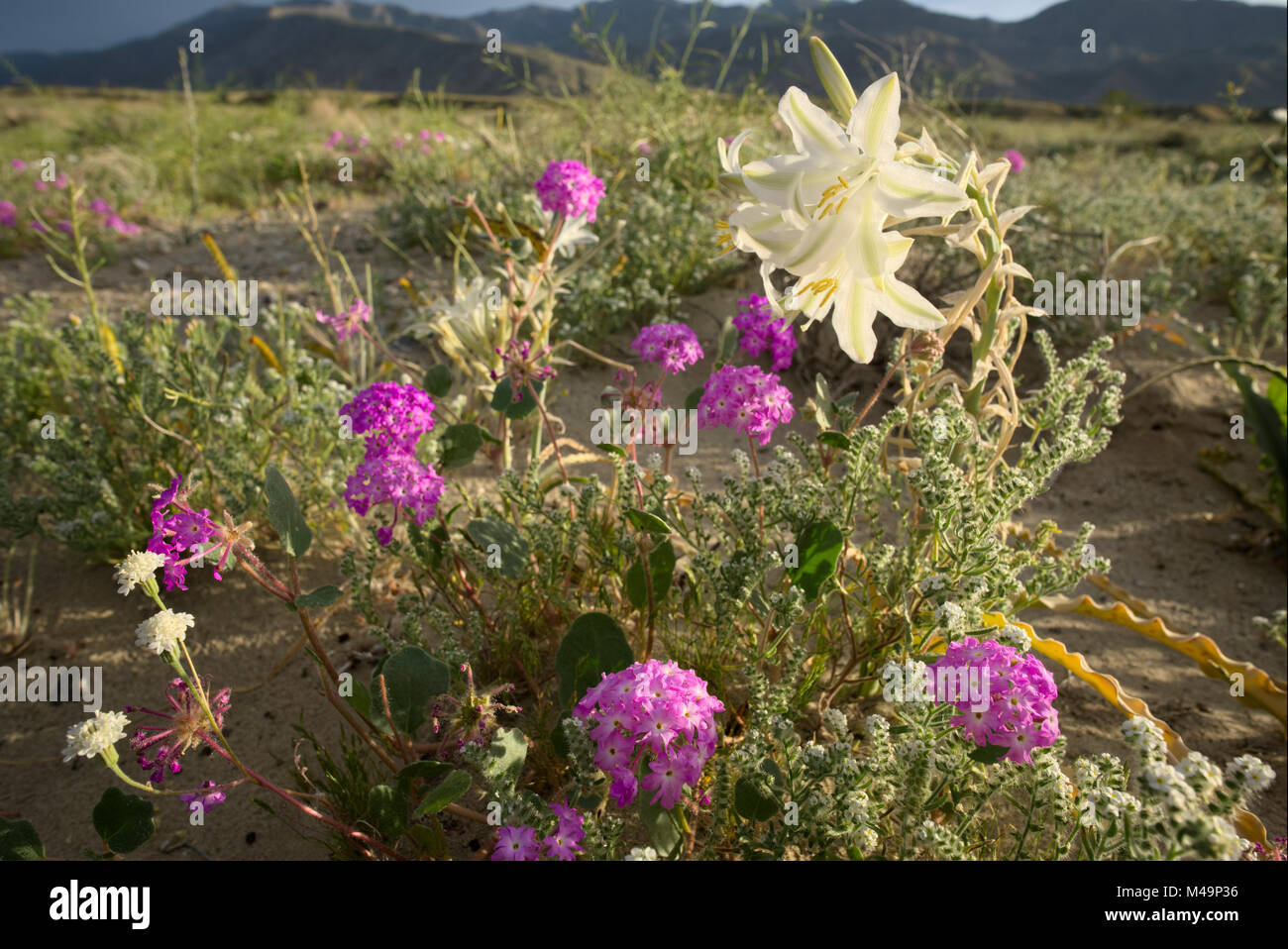 Desert lily hi-res stock photography and images - Alamy