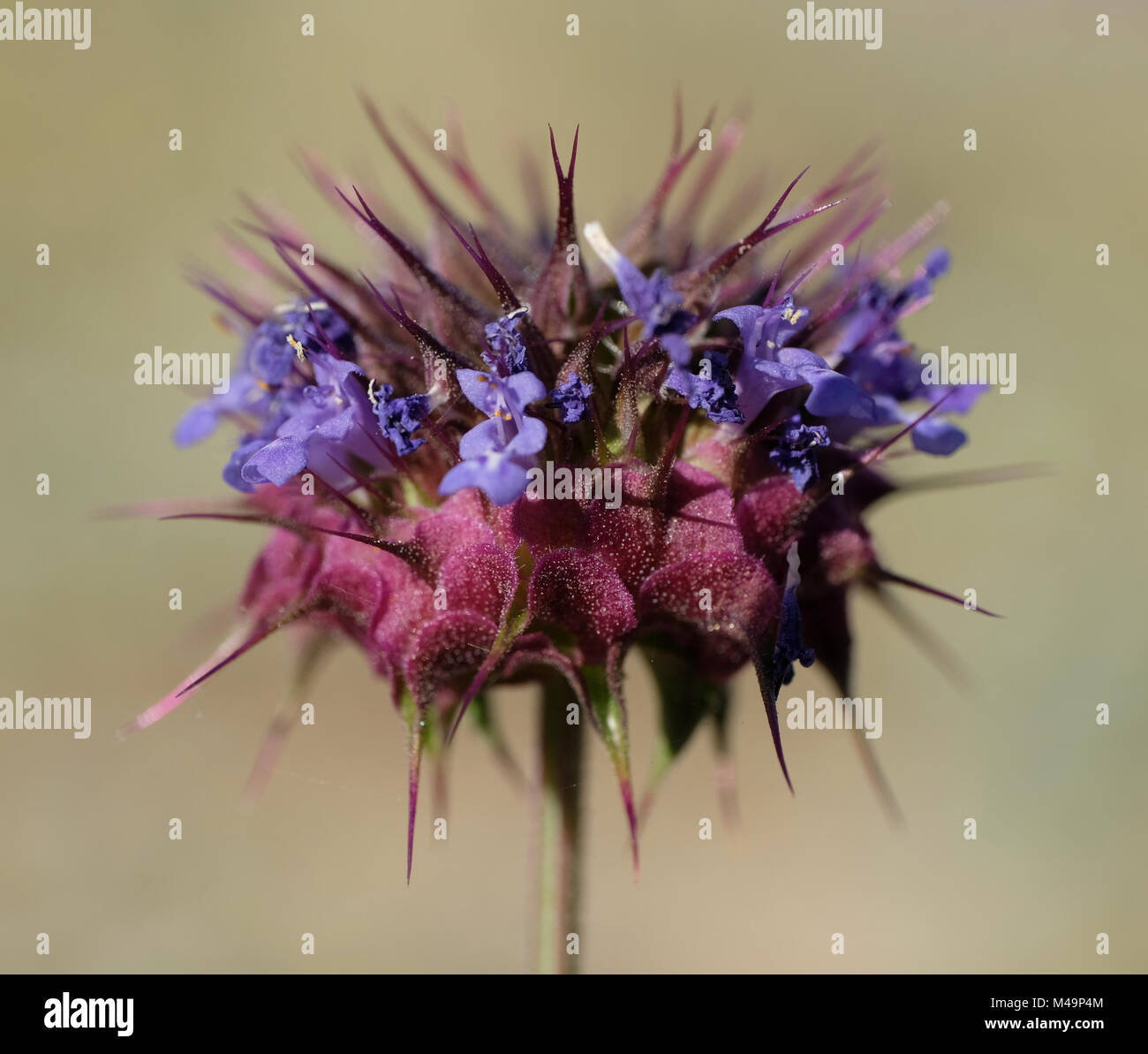 Chia Flower Stock Photos & Chia Flower Stock Images - Alamy