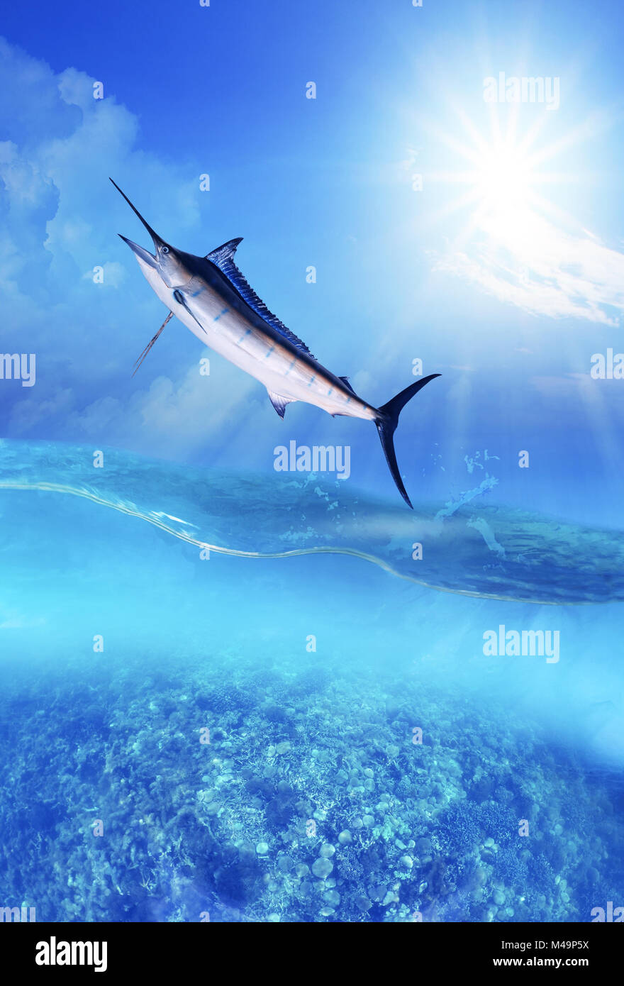 blue marine fish flying over sea water level Stock Photo - Alamy
