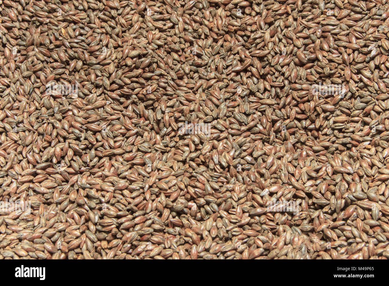 Malt background. Ingredient for beer Stock Photo - Alamy