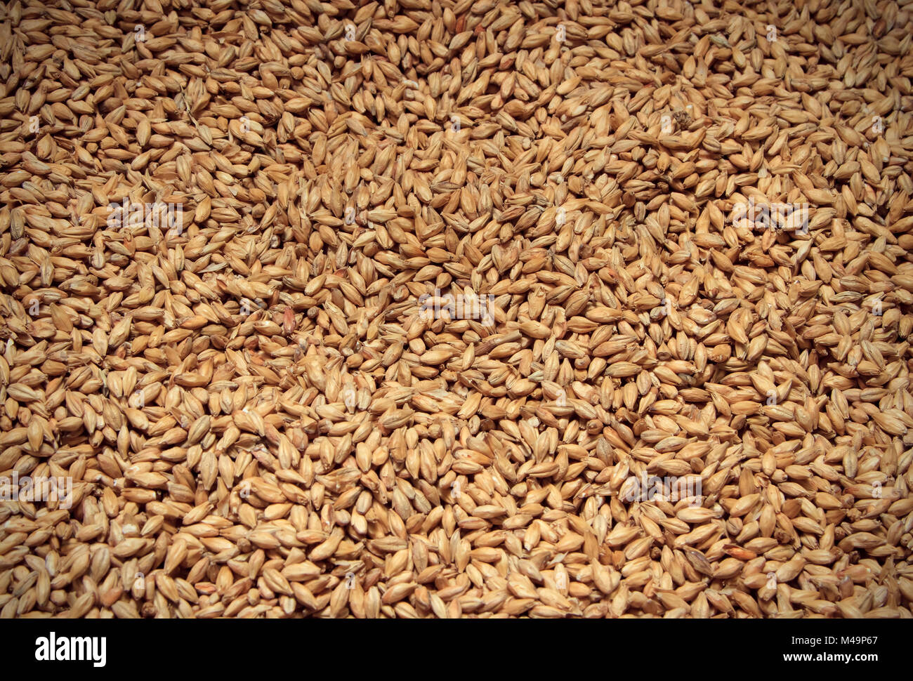 Malt background. Ingredient for beer Stock Photo - Alamy