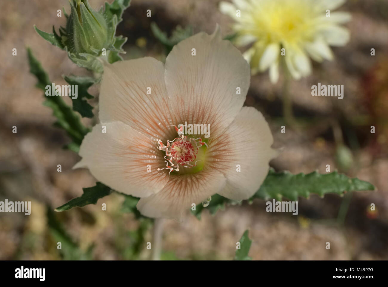 Loasaceae High Resolution Stock Photography and Images - Alamy
