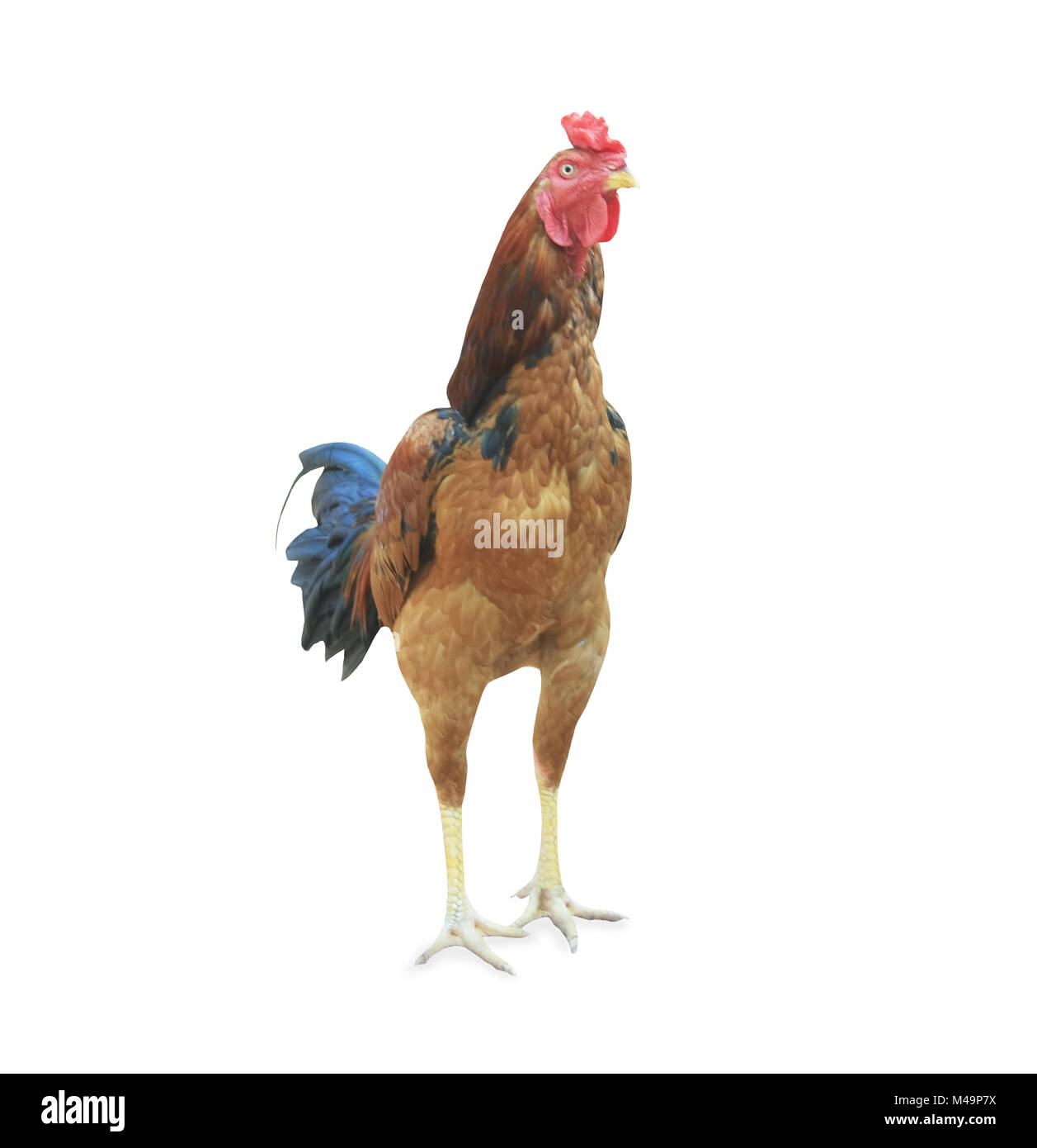 Large colorful rooster standing Stock Photo - Alamy