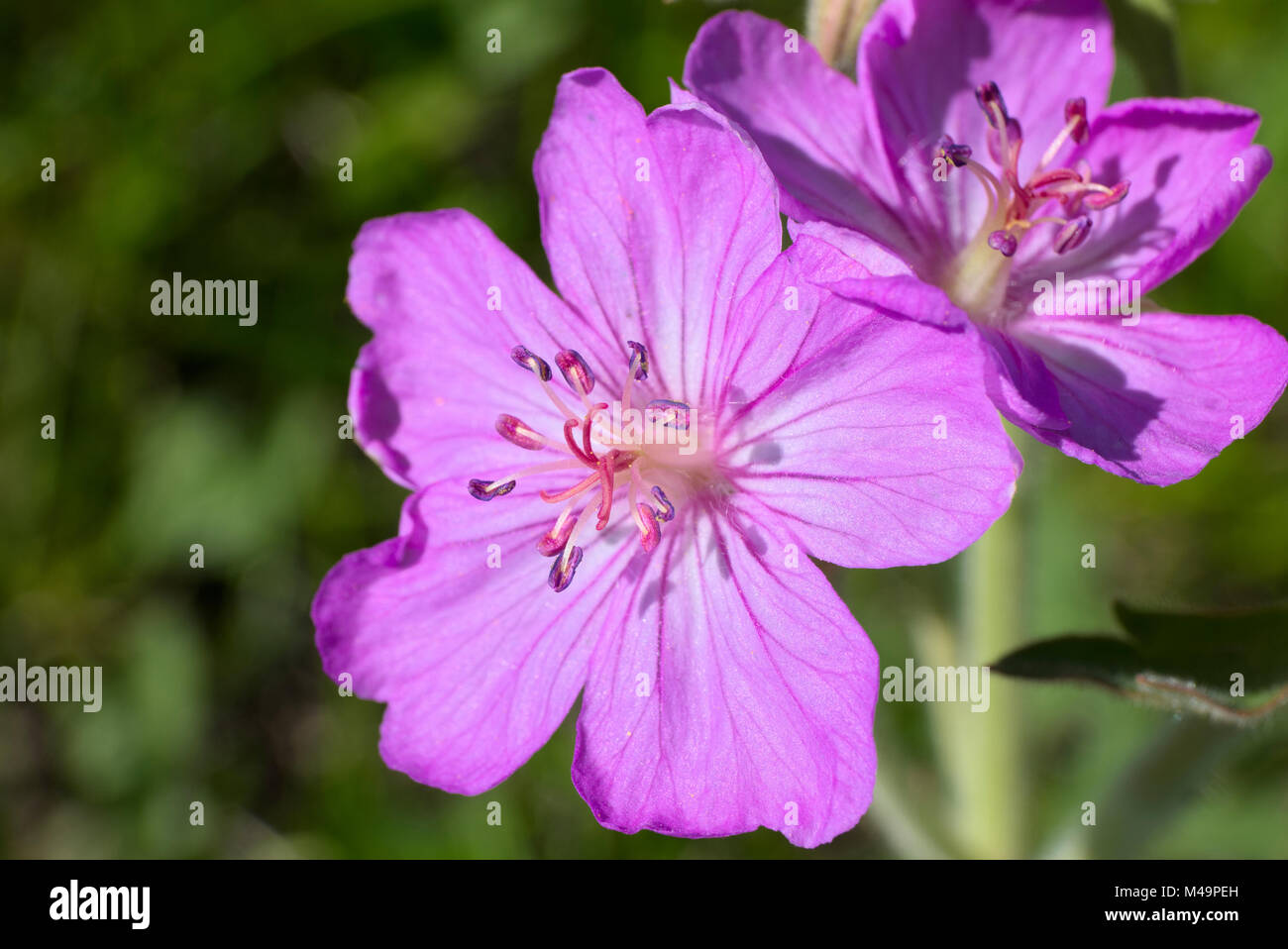 Sticky wild geranium hi-res stock photography and images - Alamy