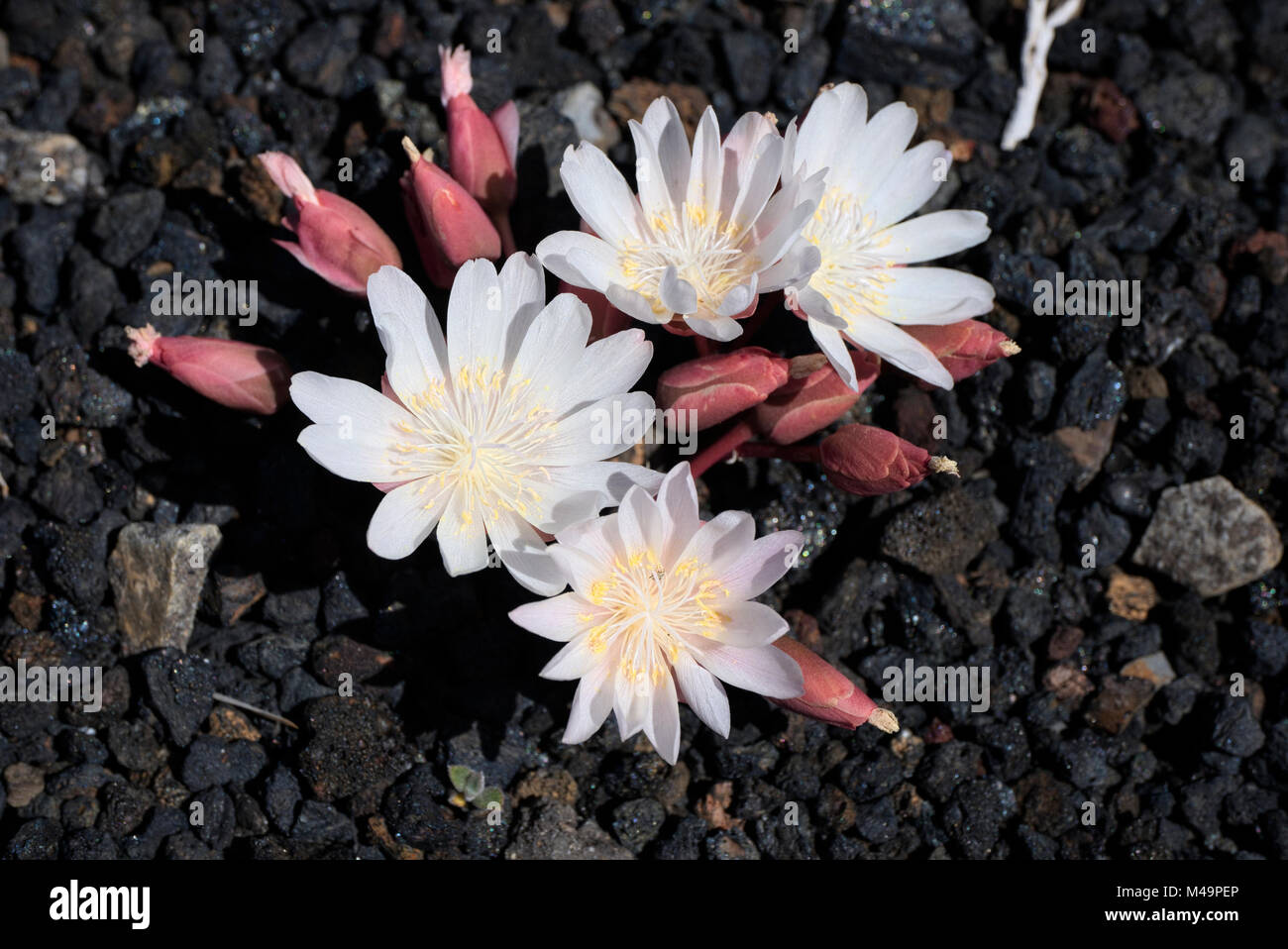 Classification of rocks hi-res stock photography and images - Alamy