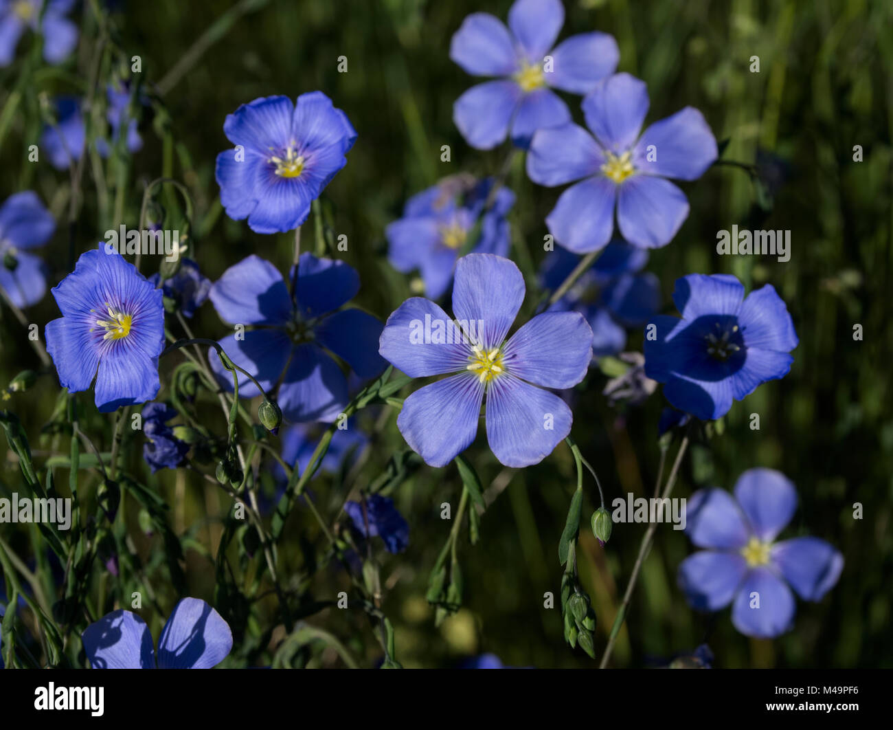 Flax plant stem hi-res stock photography and images - Alamy