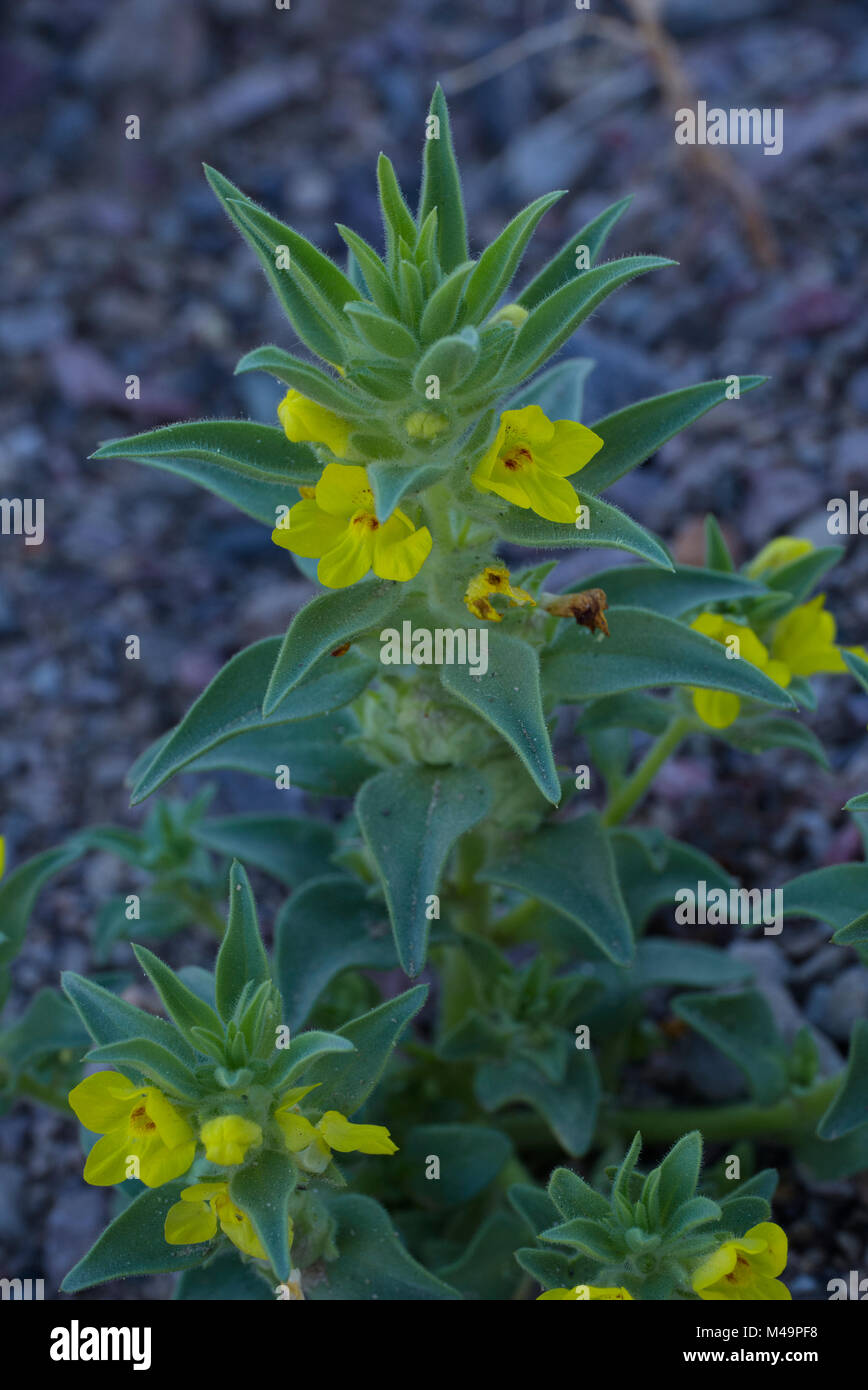 Wild snapdragon flower hi-res stock photography and images - Alamy