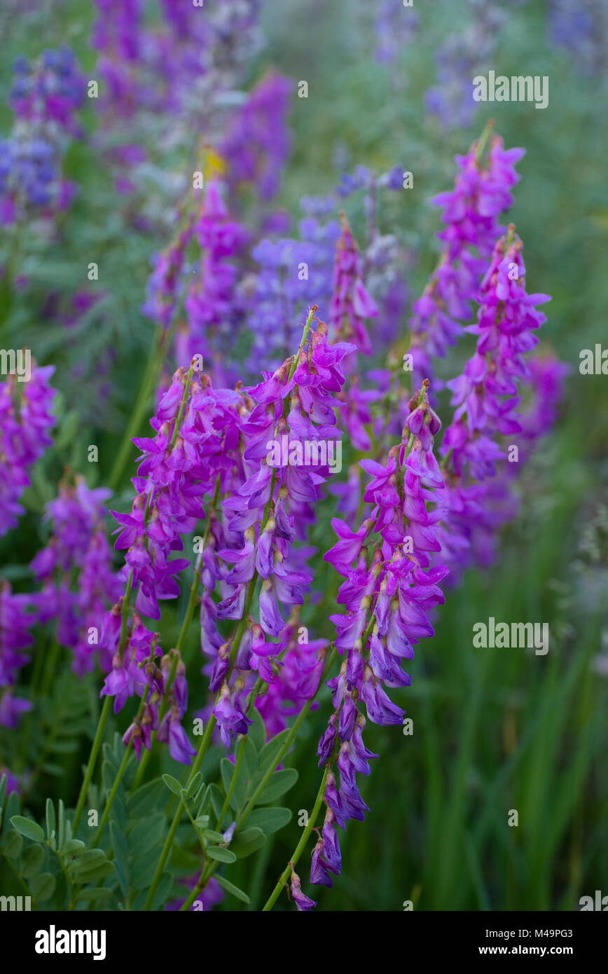 Locoweed purple wildflower hi-res stock photography and images - Alamy