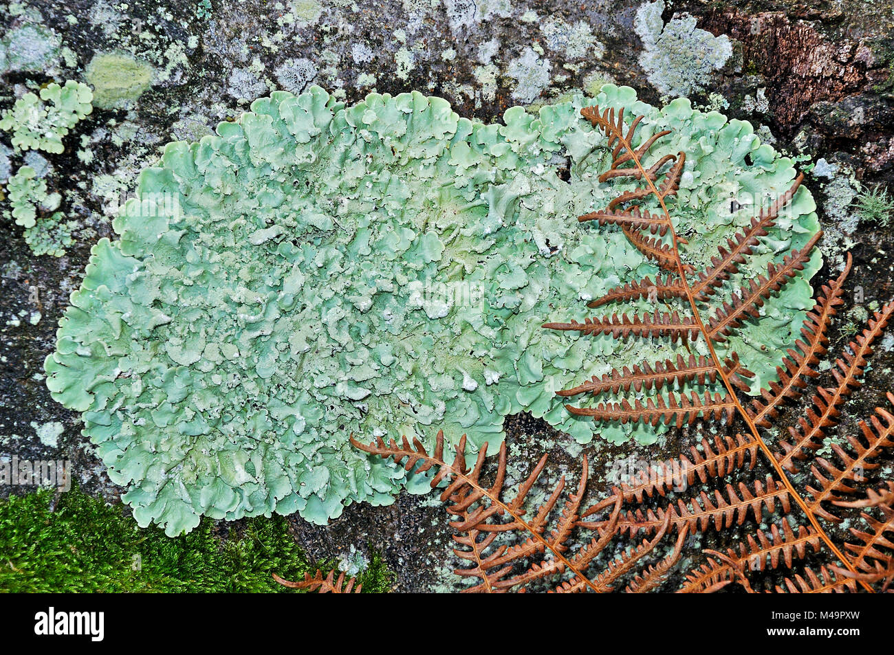 Foliose lichen green hi-res stock photography and images - Alamy