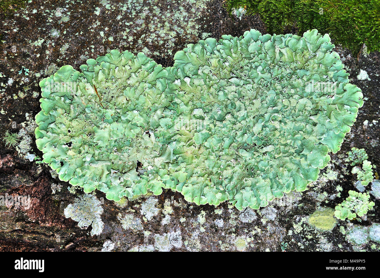 Lichen pattern hi-res stock photography and images - Alamy