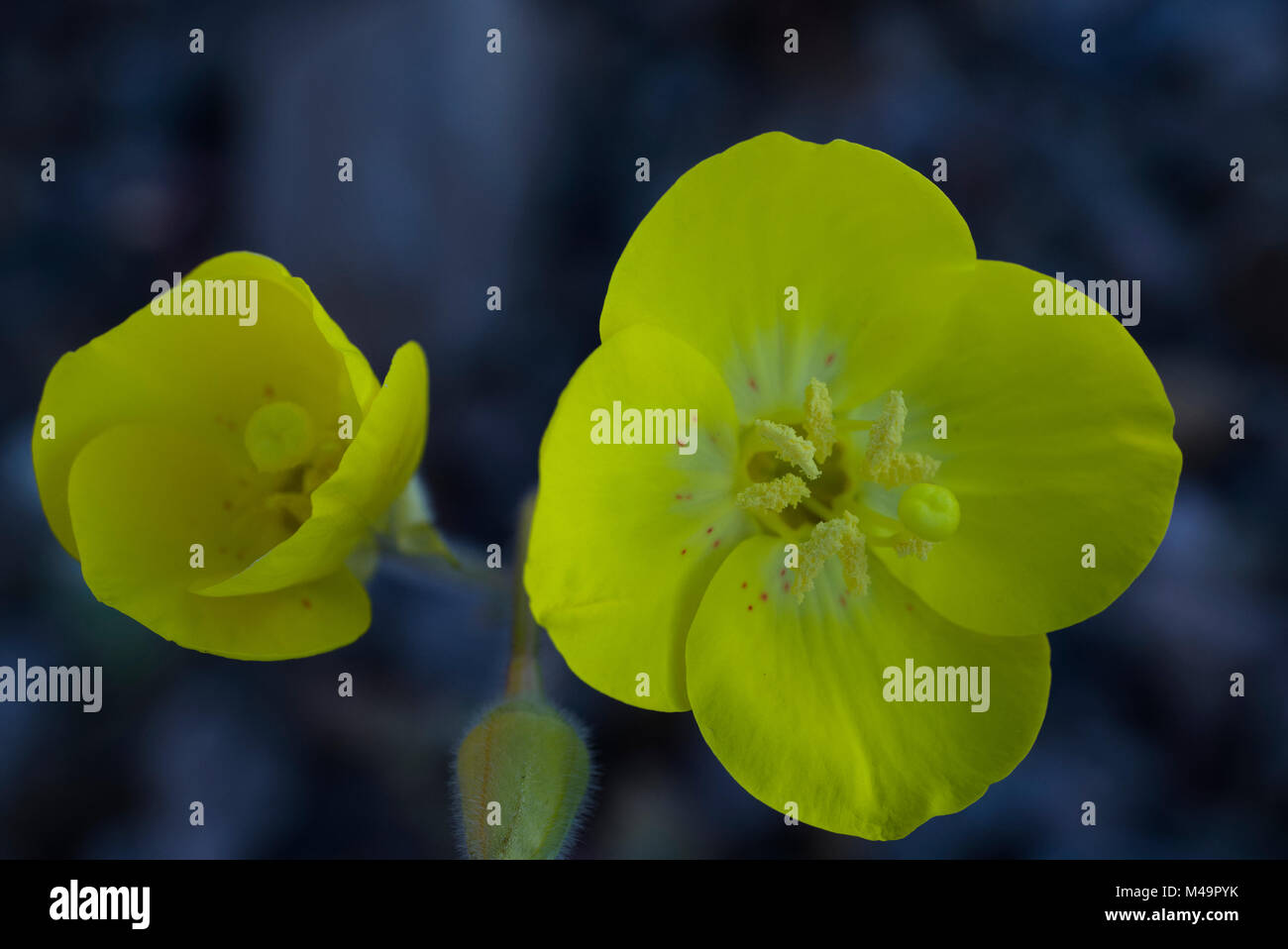 Golden primrose hi-res stock photography and images - Alamy
