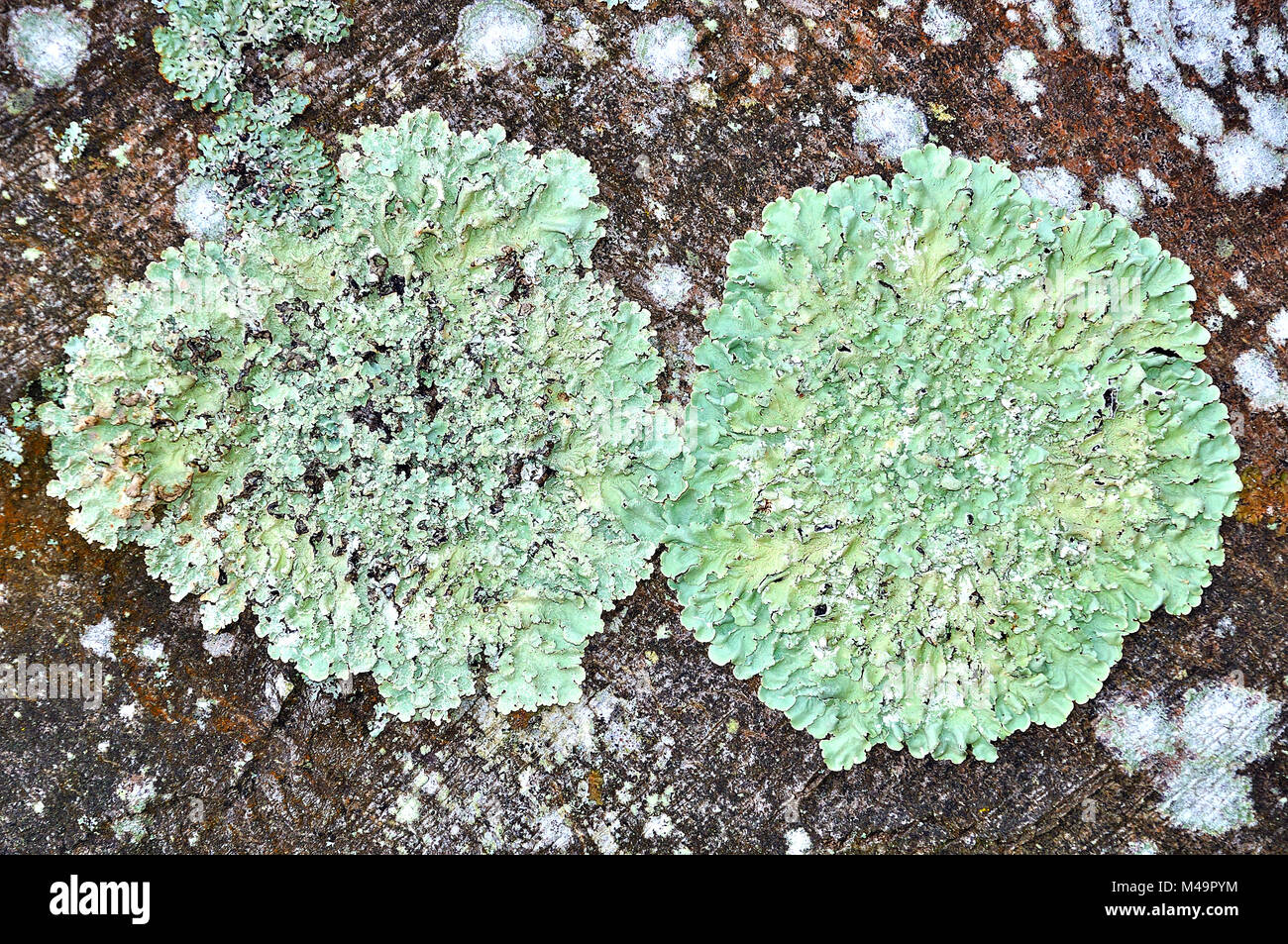 Green lichen hi-res stock photography and images - Alamy