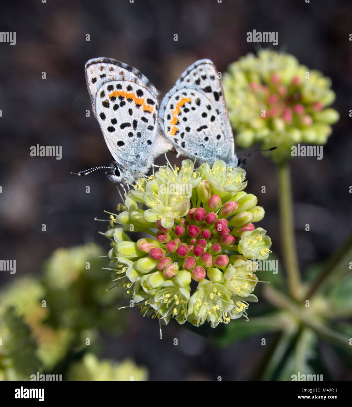 Sulphur flower buckwheat hi-res stock photography and images - Alamy